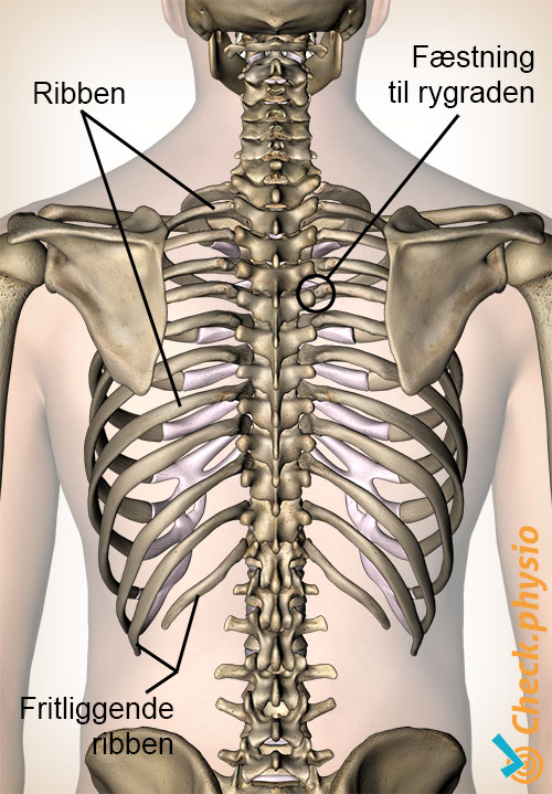 Forstuvet eller brækket ribben | Årsag, symptomer & behandling